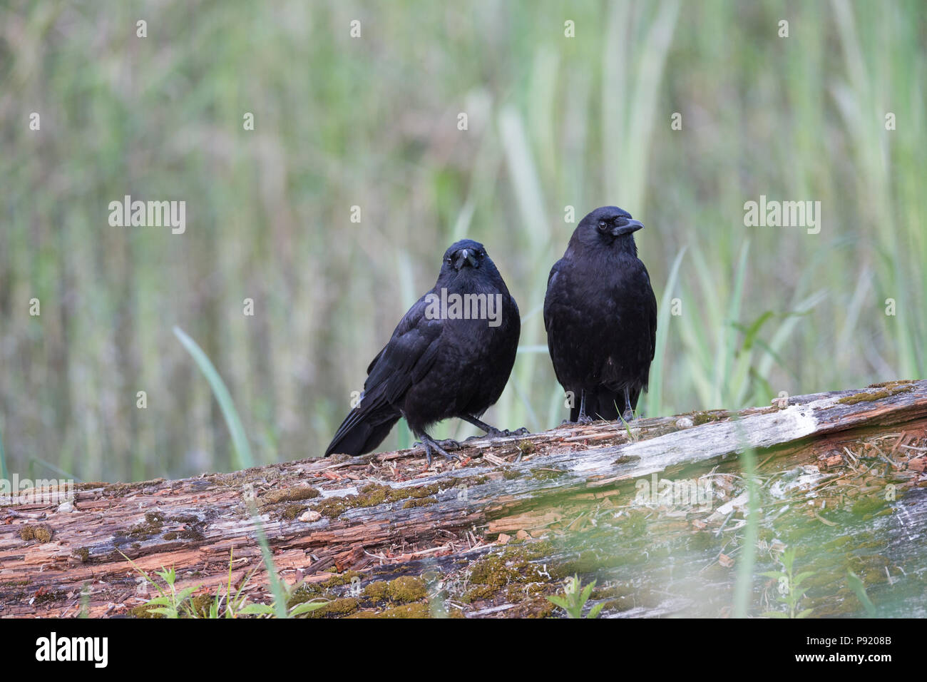 northwestern crow at Vancouver BC Canada Stock Photo - Alamy