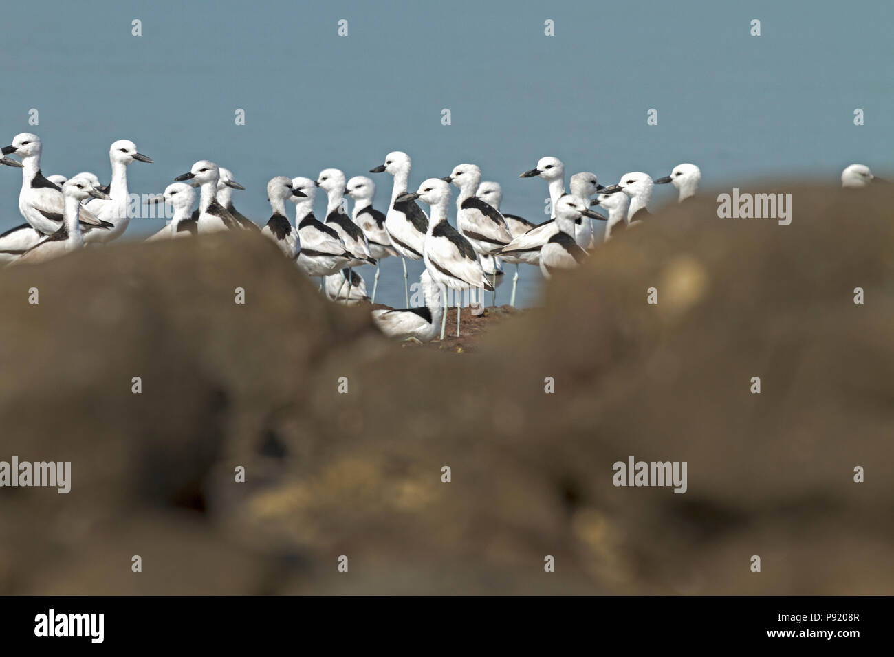 Indian plover hi-res stock photography and images - Alamy