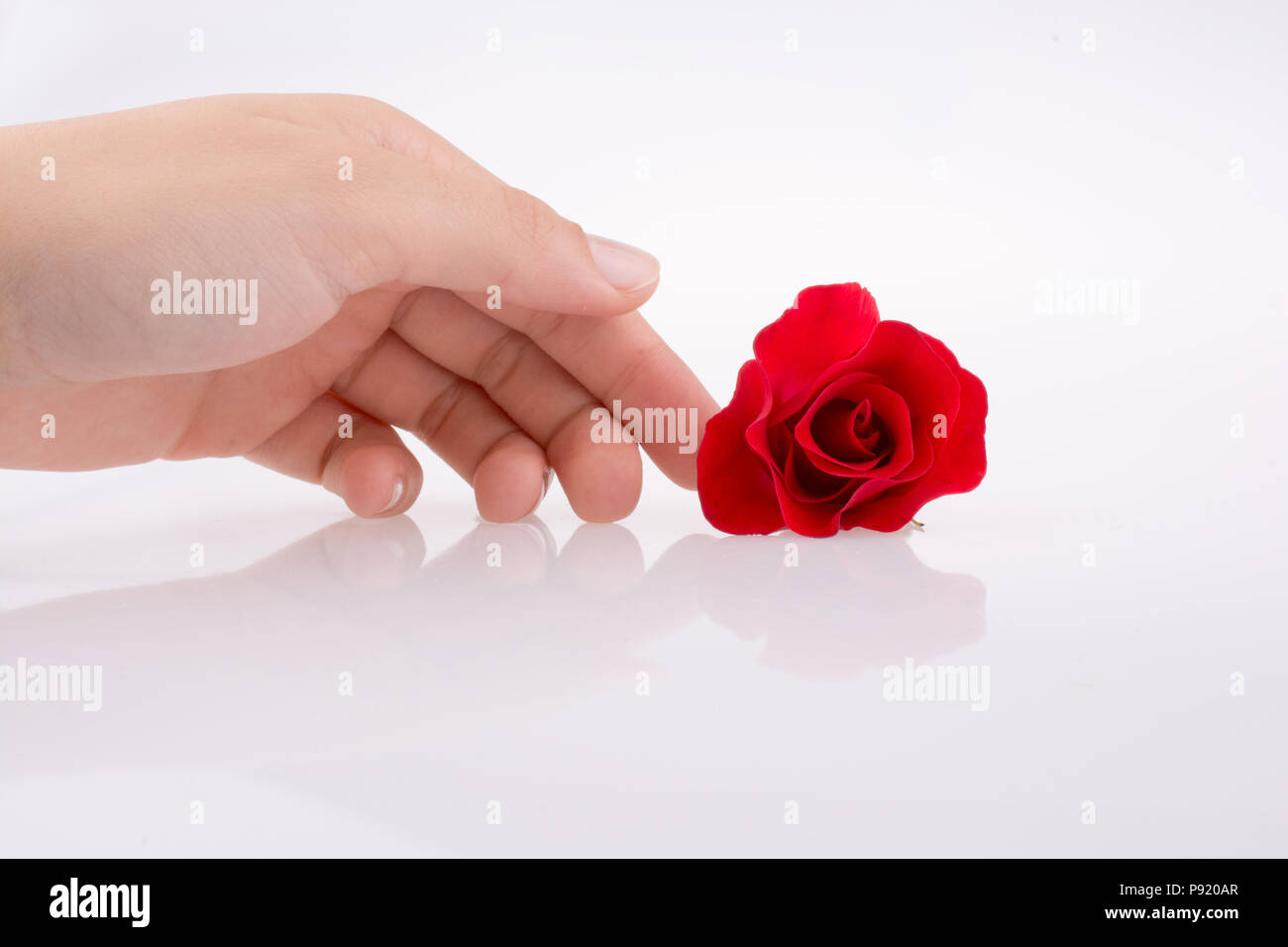 Hand holding a red rose on a white background Stock Photo - Alamy