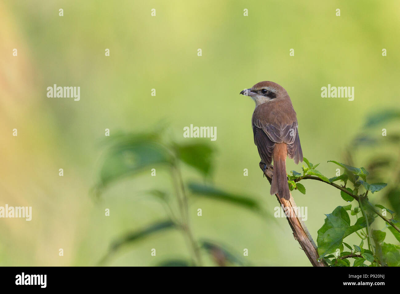 Long-tailed shrike or rufous-backed shrike (Lanius schach) in Jaguli ...