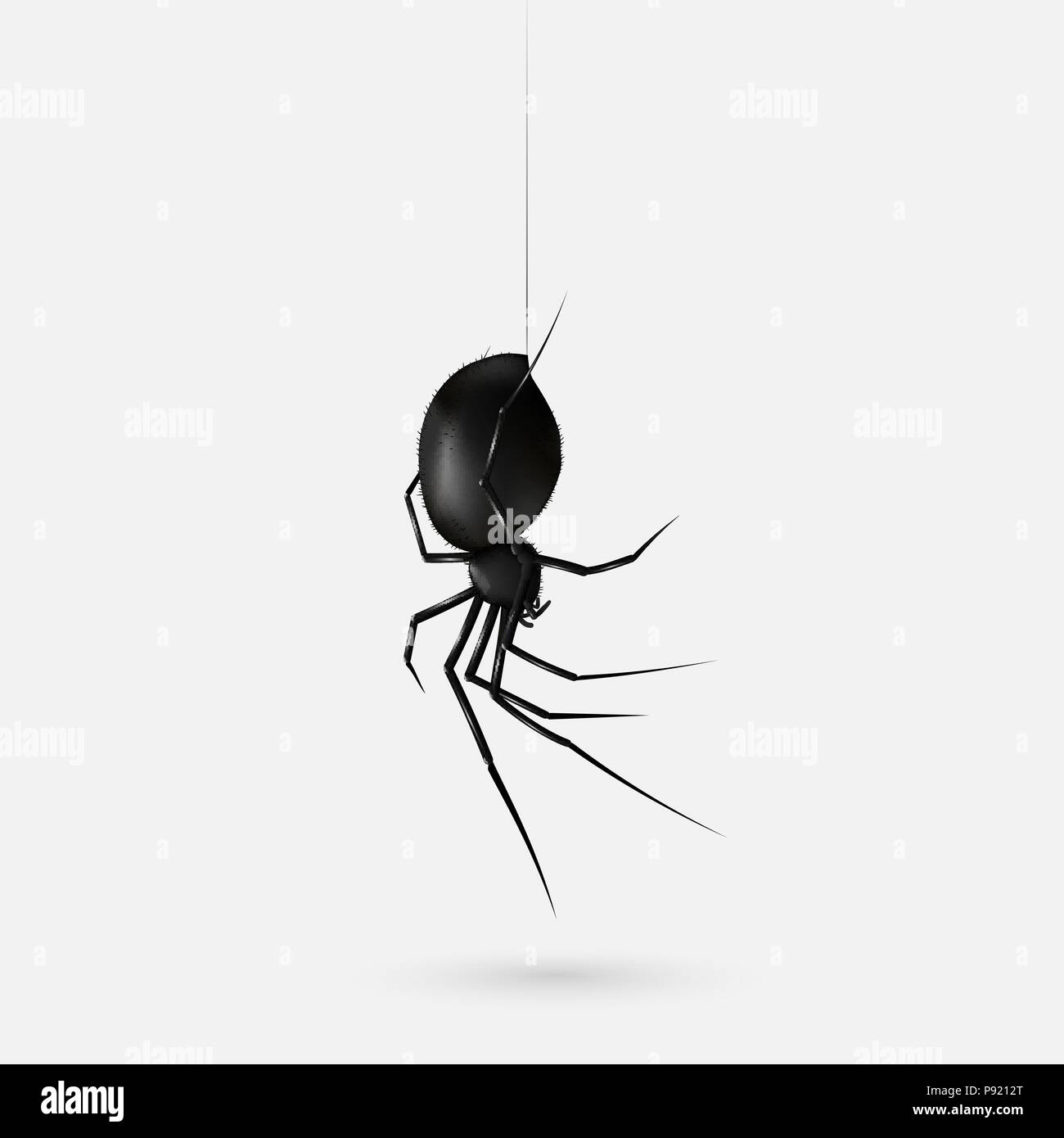 Stock vector illustration realistic black spider. light gray background ...