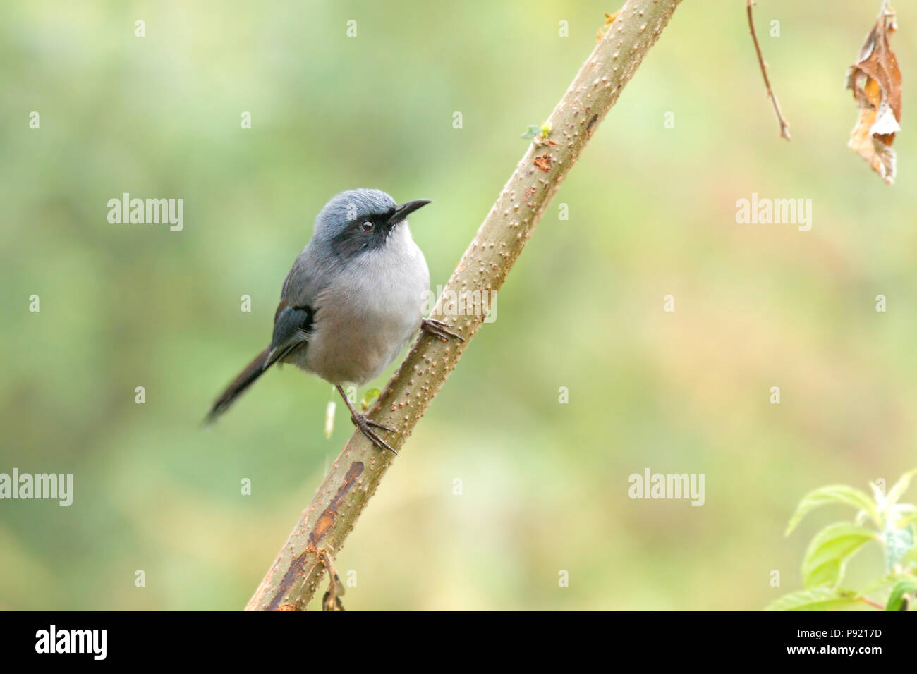 Beautiful Sibia (Heterophasia pulchella) at Eaglenest WLS, Arunachal Pradesh, India Stock Photo ...