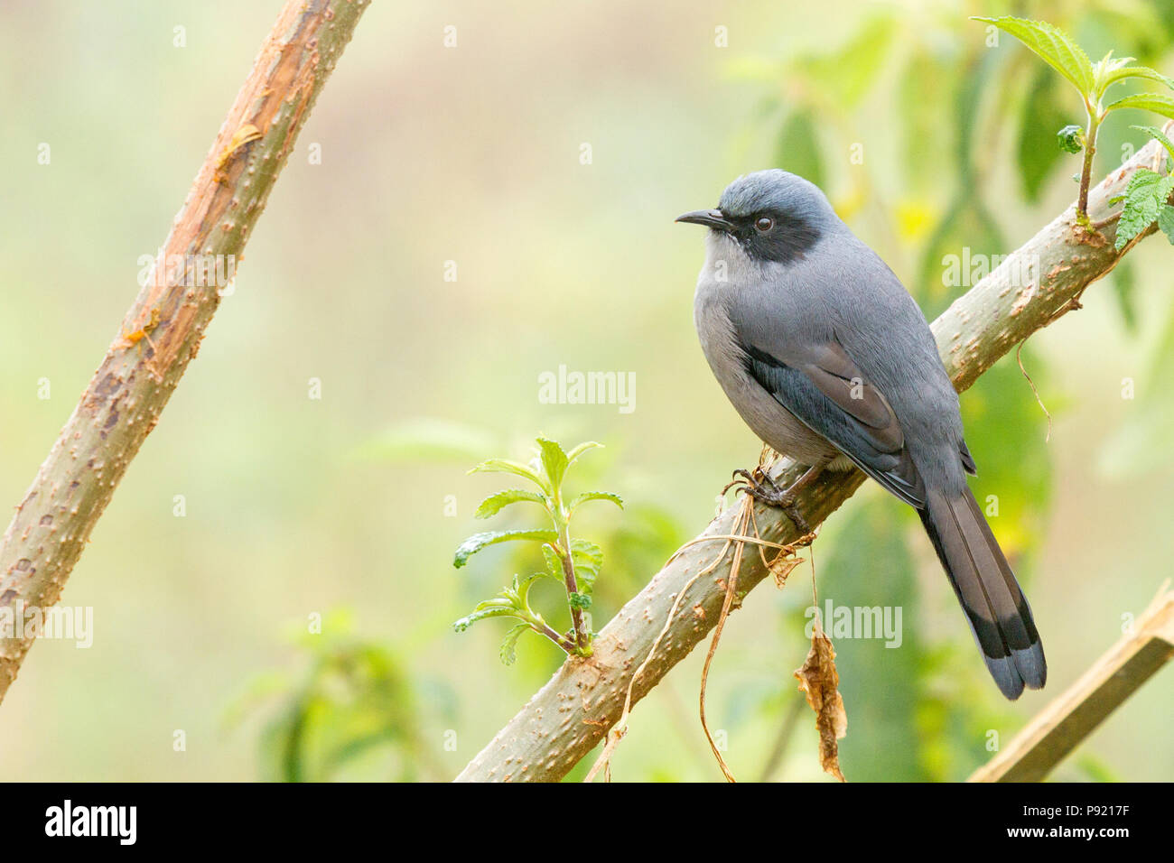 Beautiful Sibia (Heterophasia pulchella) at Eaglenest WLS, Arunachal Pradesh, India Stock Photo ...
