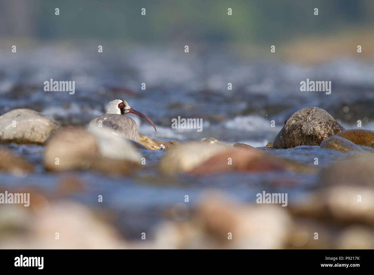 Ibisbill nameri hi-res stock photography and images - Alamy