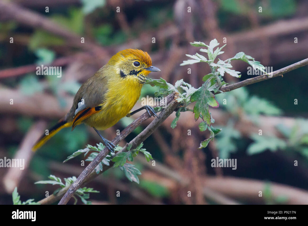 bar-throated minla or chestnut-tailed minla (Minla strigula) or bar ...