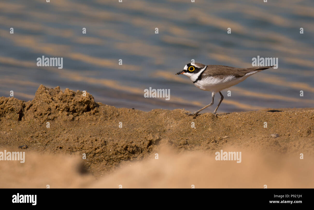 Little ringed Plover (Charadrius dubius) in Burdwan outskirts West ...