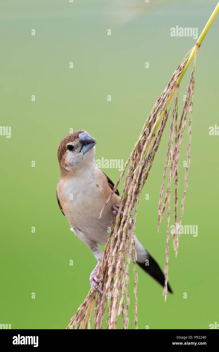 Indian silverbill or white-throated munia (Euodice malabarica) in ...