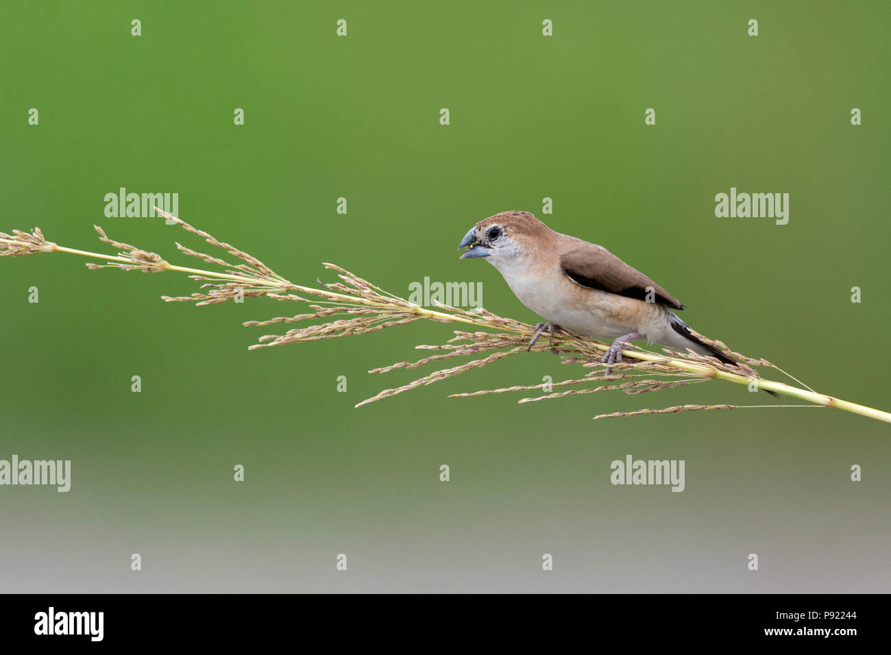 Indian silverbill or white-throated munia (Euodice malabarica) in ...