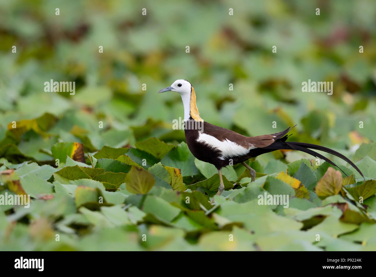 Pheasant tailed jacana hi-res stock photography and images - Alamy