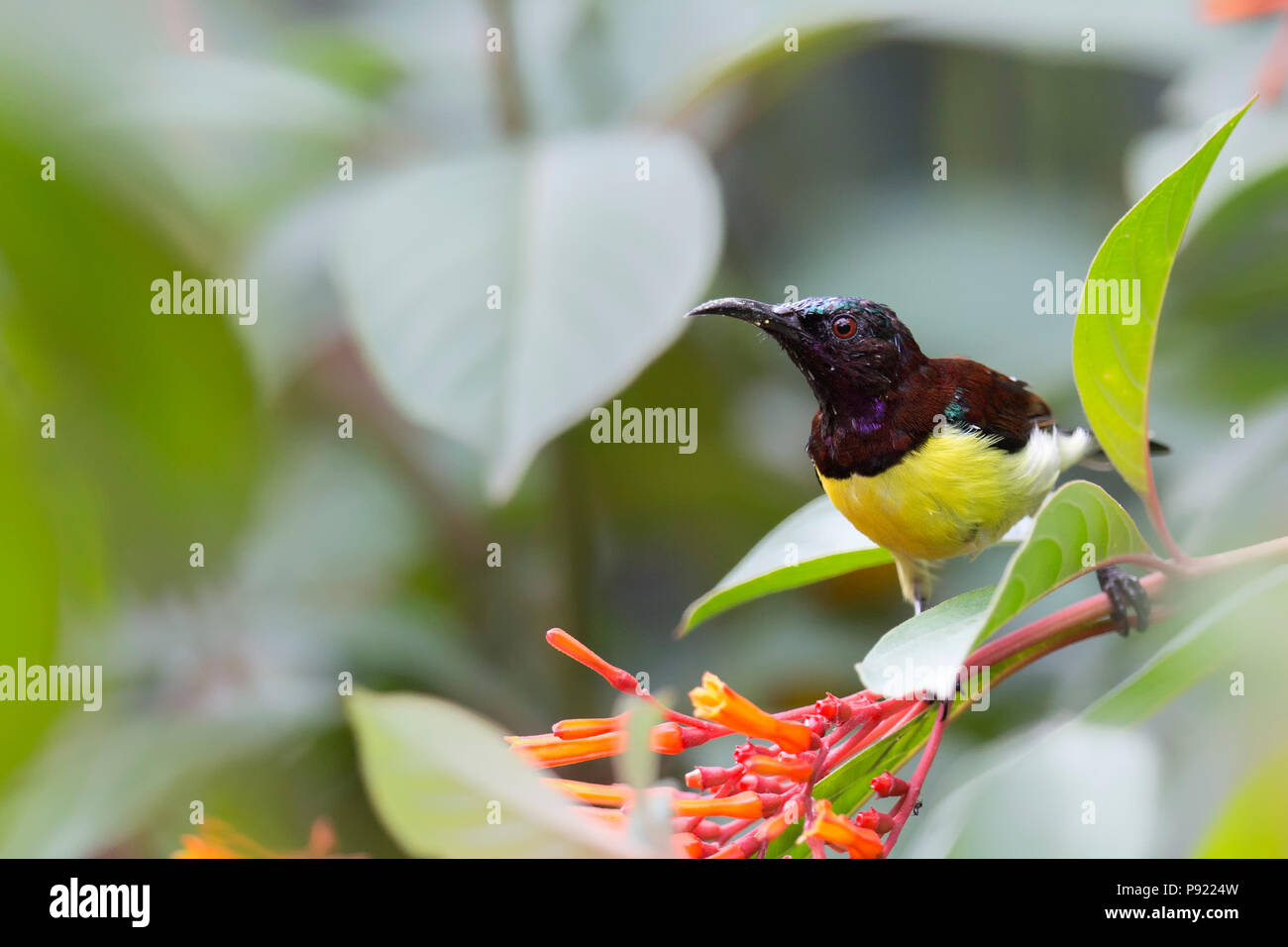 Indian sunbird hi-res stock photography and images - Alamy