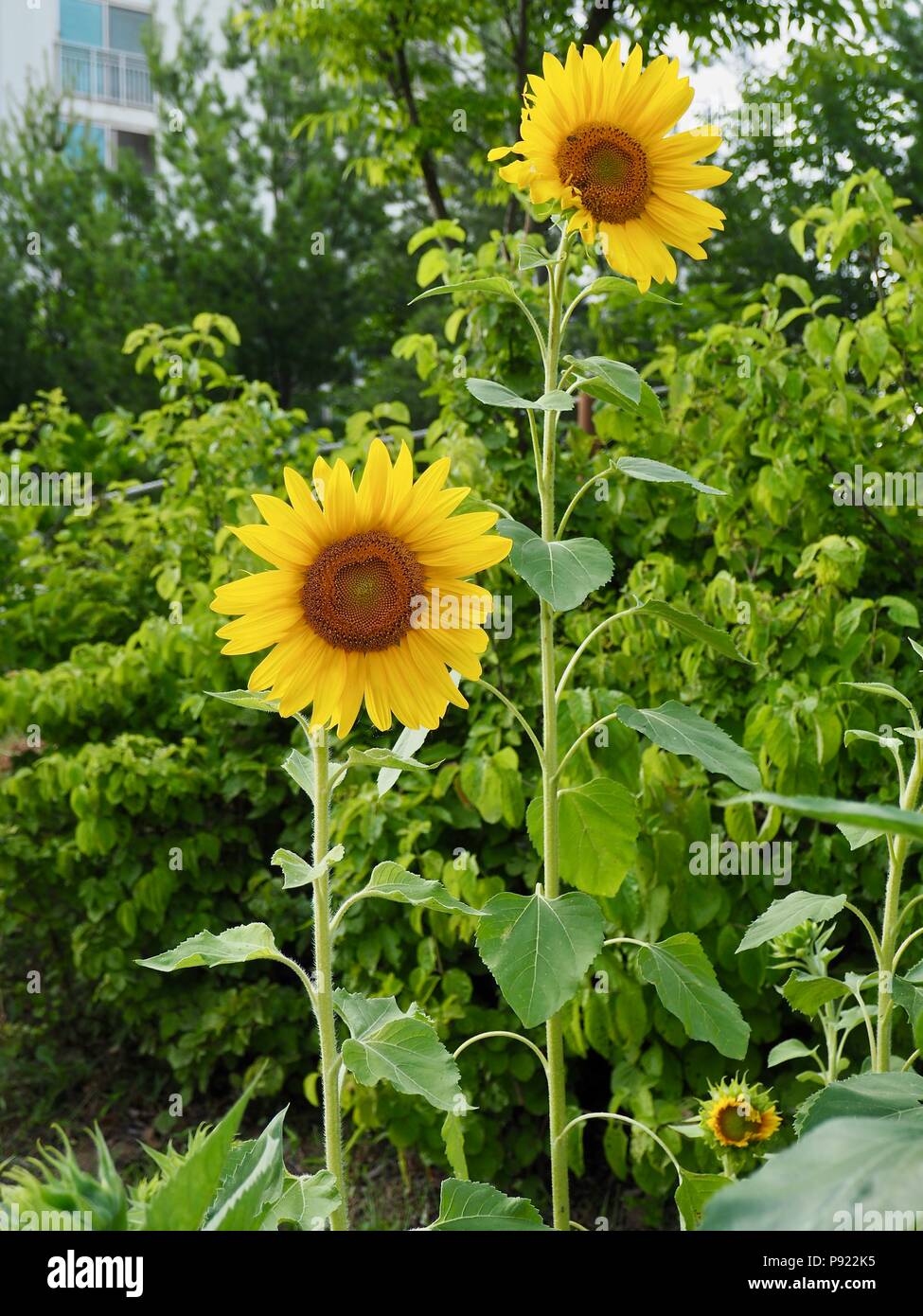 Landscape of sunflower flowers Stock Photo - Alamy