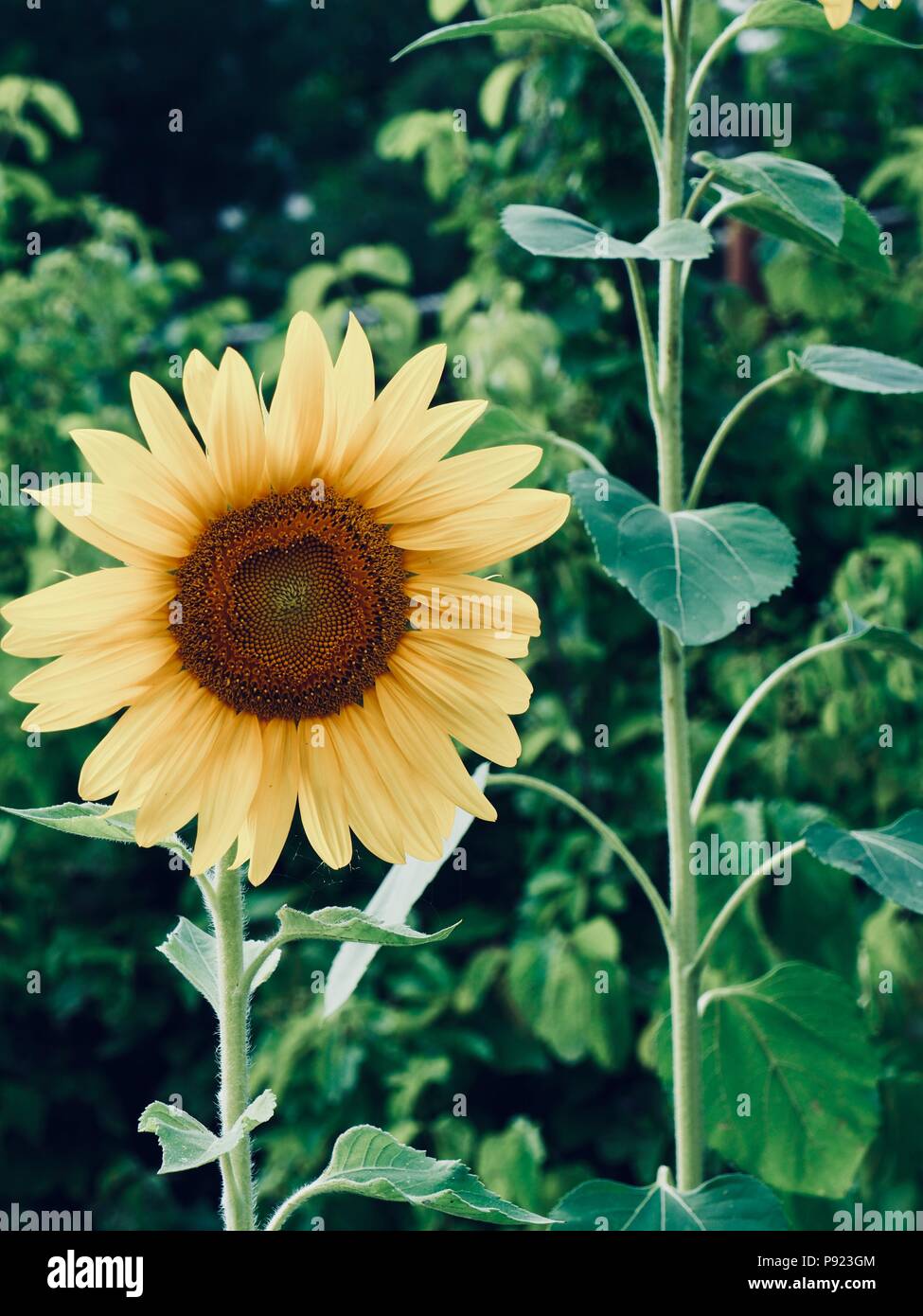 Landscape of sunflower flowers Stock Photo - Alamy