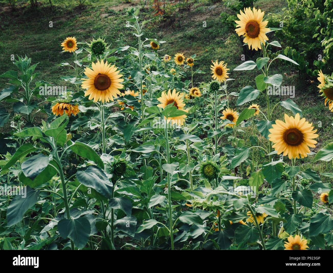 Landscape of sunflower flowers Stock Photo - Alamy