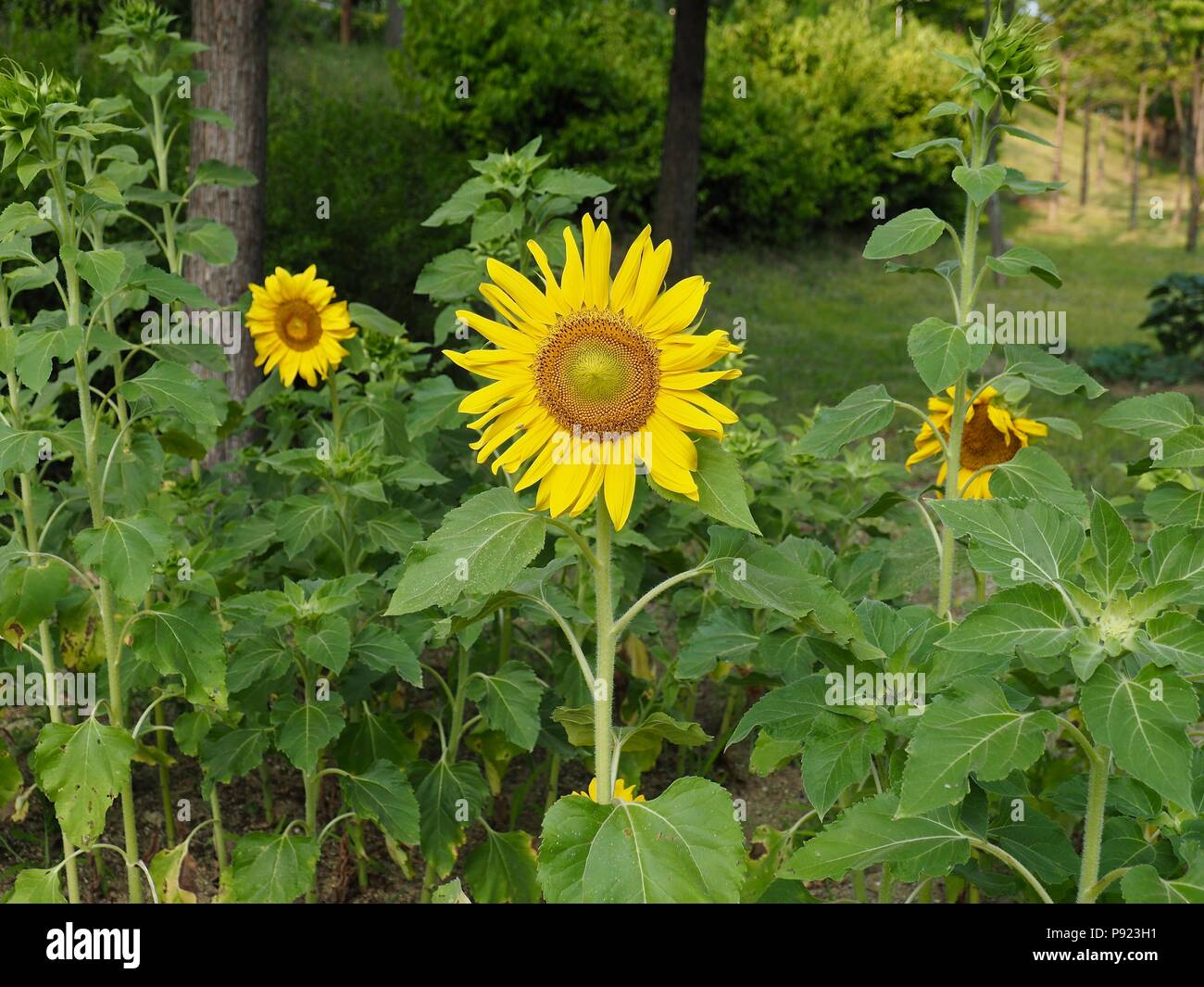 Landscape of sunflower flowers Stock Photo - Alamy