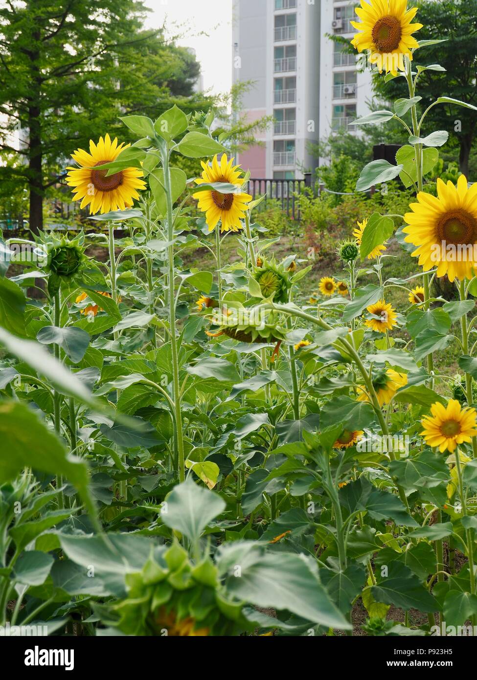 Landscape of sunflower flowers Stock Photo - Alamy