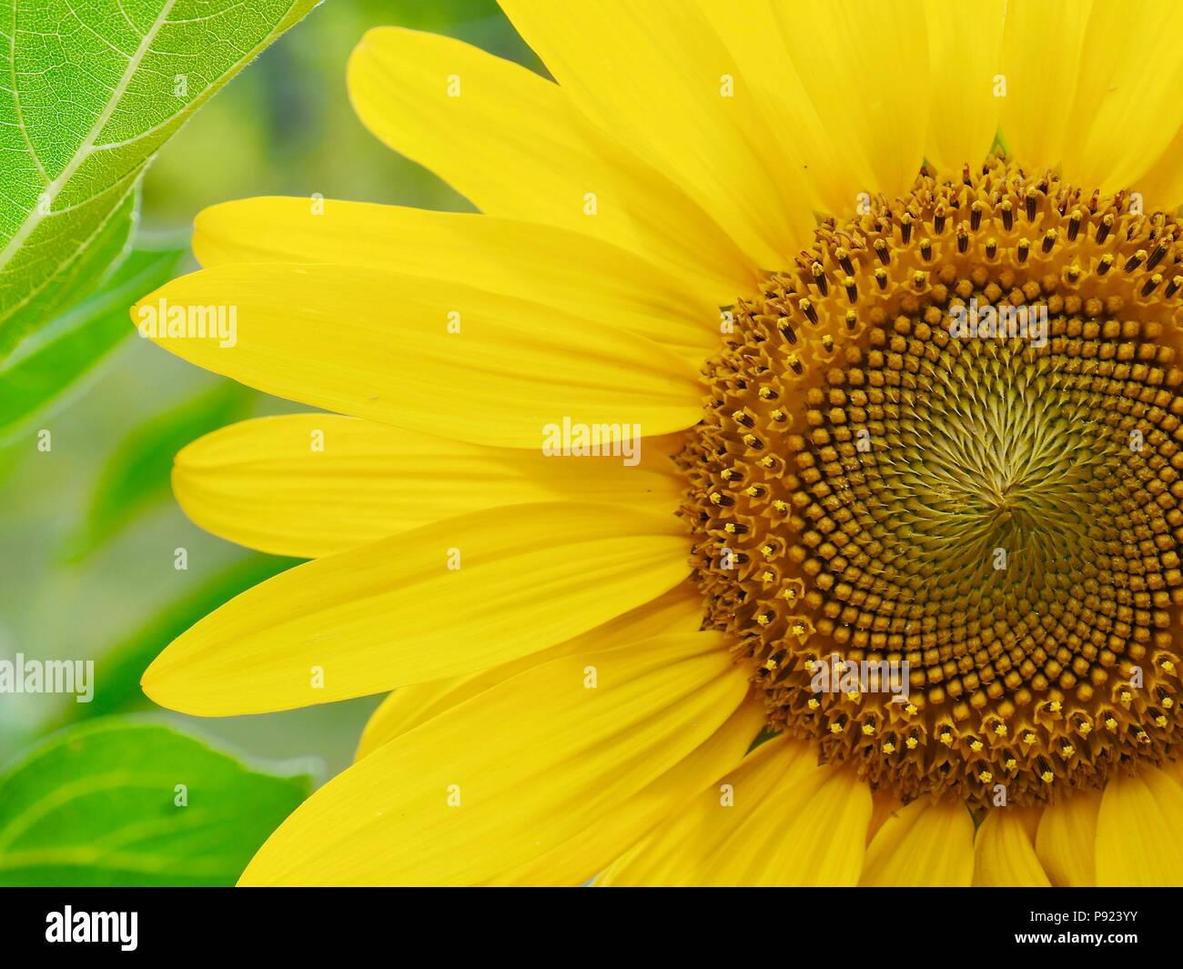 Landscape of sunflower flowers Stock Photo - Alamy