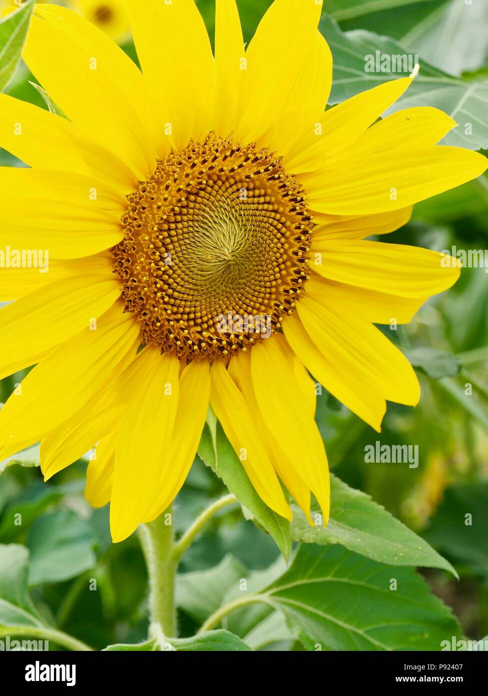 Landscape of sunflower flowers Stock Photo - Alamy
