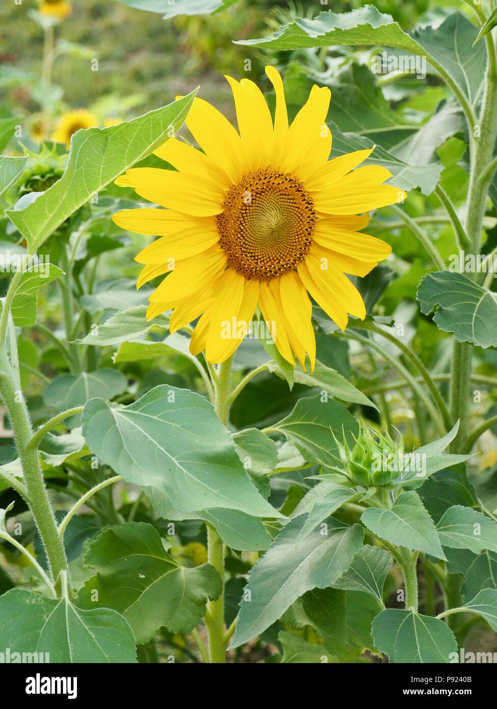 Landscape of sunflower flowers Stock Photo - Alamy