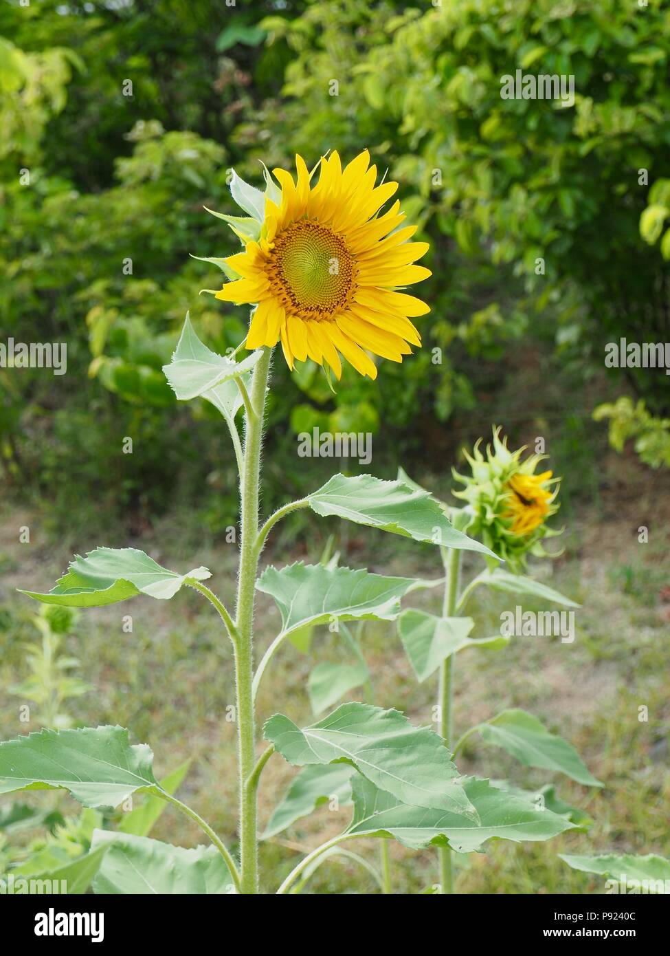 Landscape of sunflower flowers Stock Photo - Alamy