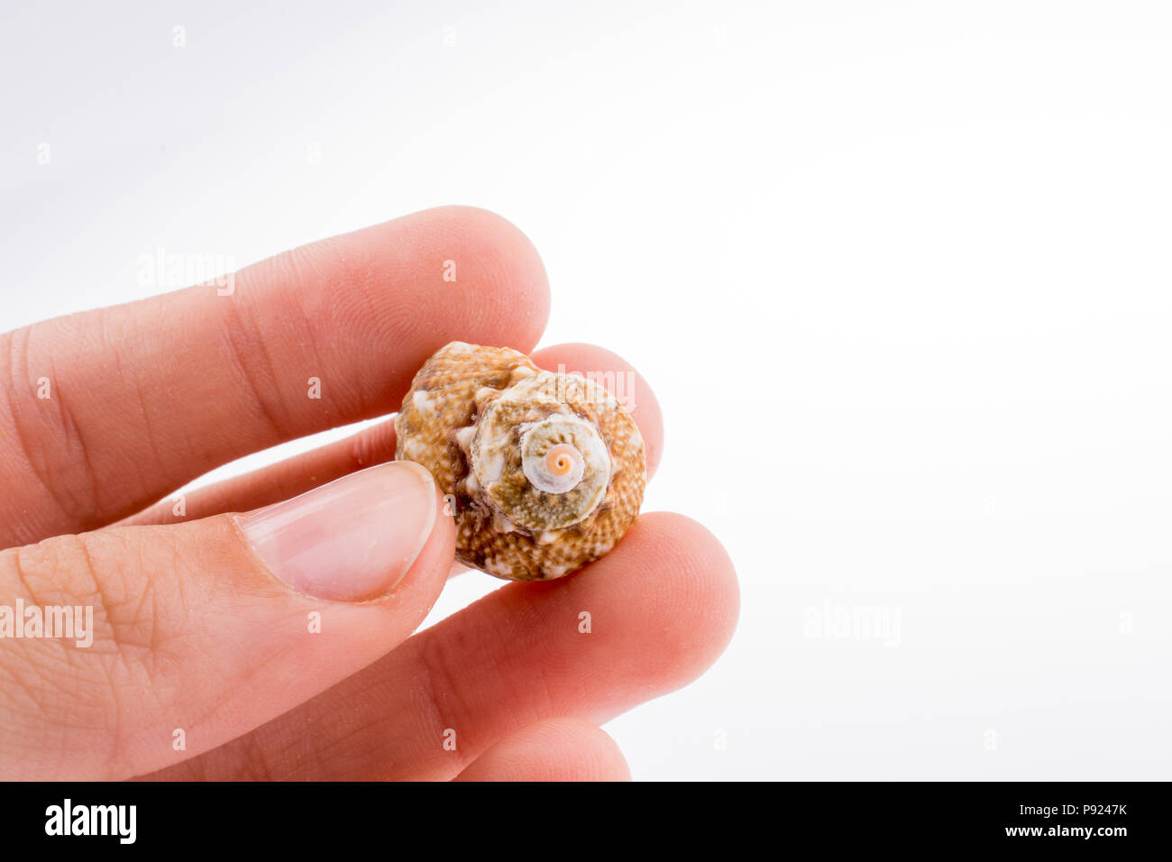 Hand holding Beautiful sea shell on a white background Stock Photo - Alamy