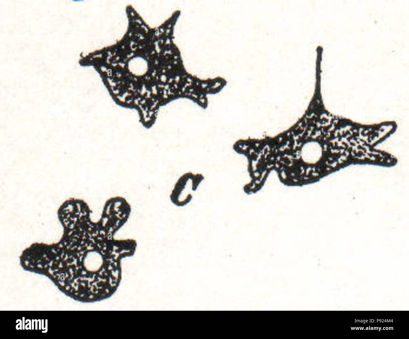 Amoeboid cells hi-res stock photography and images - Alamy