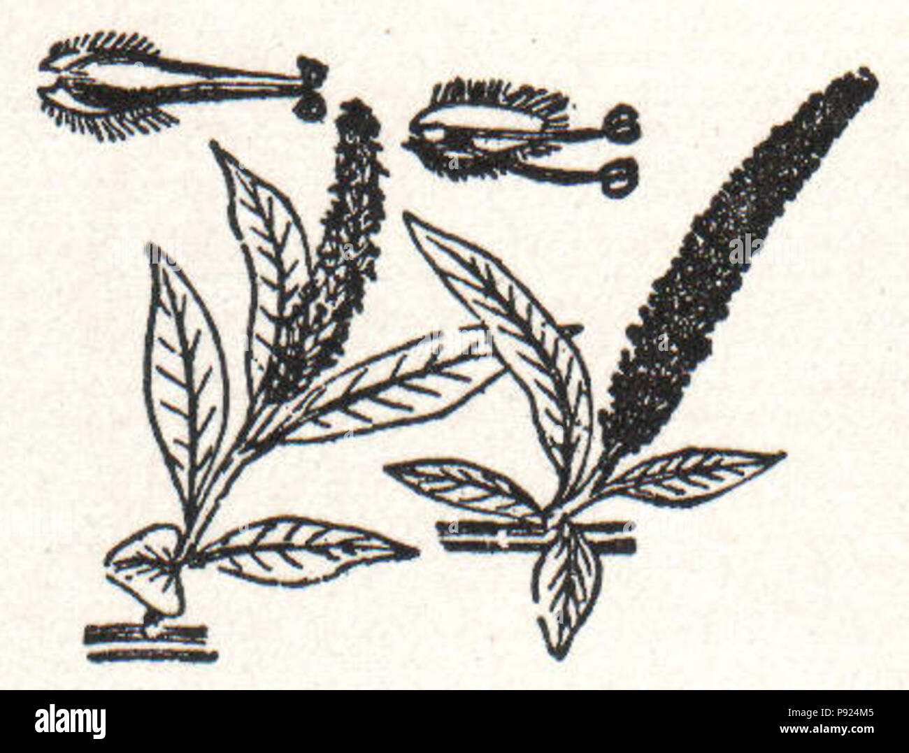 Amentum hi-res stock photography and images - Alamy