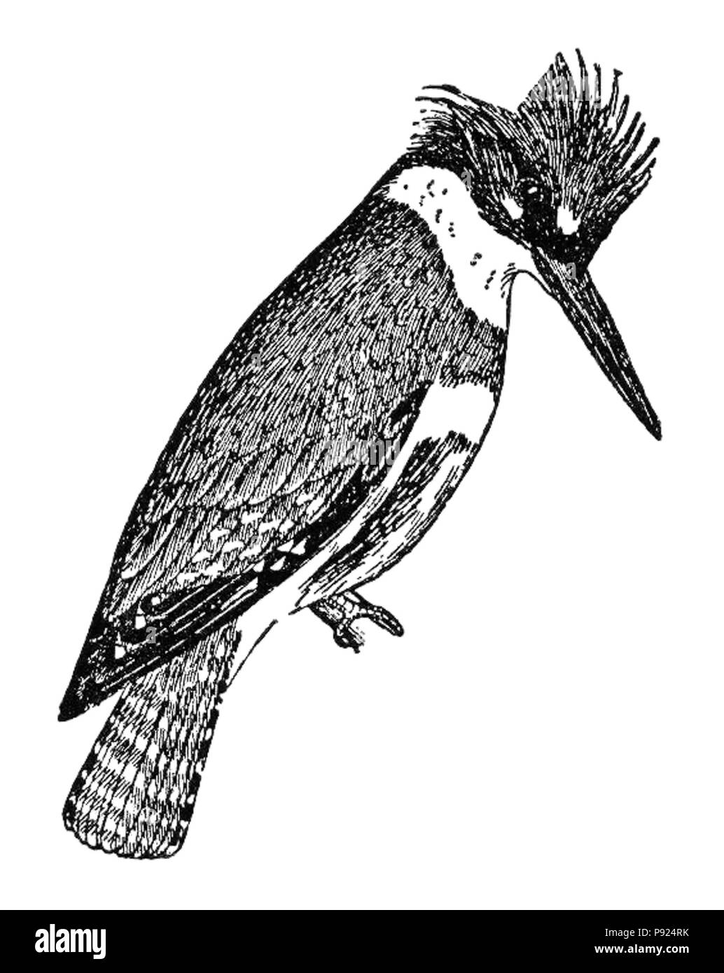 Belted Black and White Stock Photos & Images - Alamy