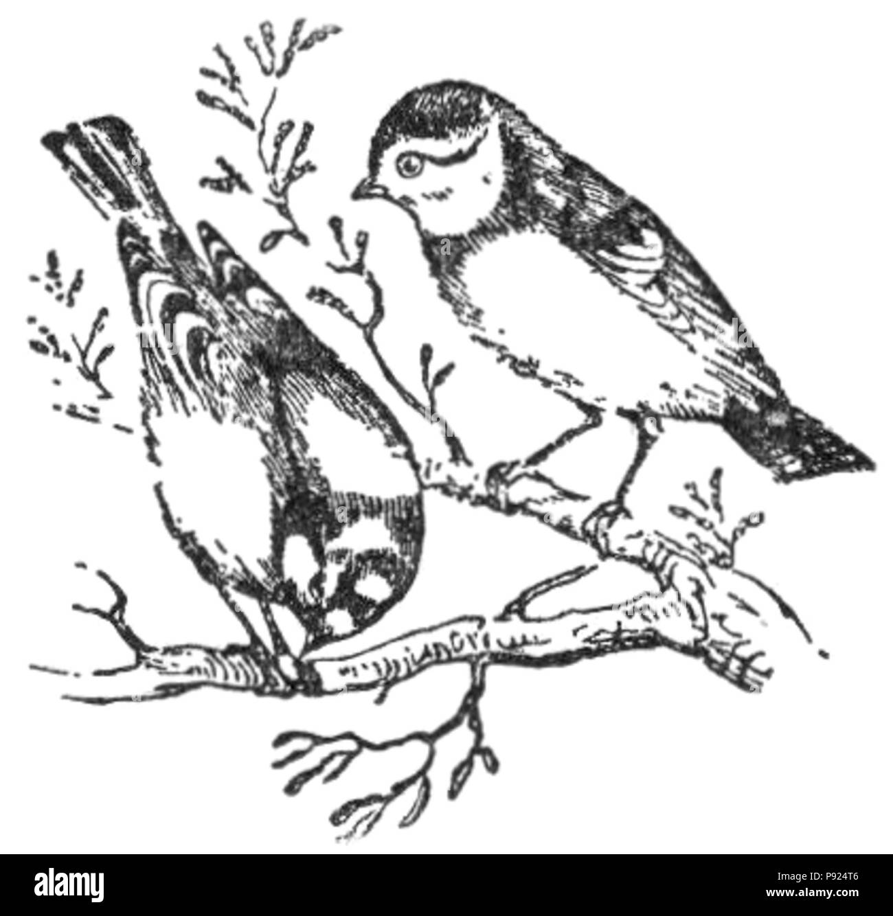 Male female animal Cut Out Stock Images & Pictures - Alamy