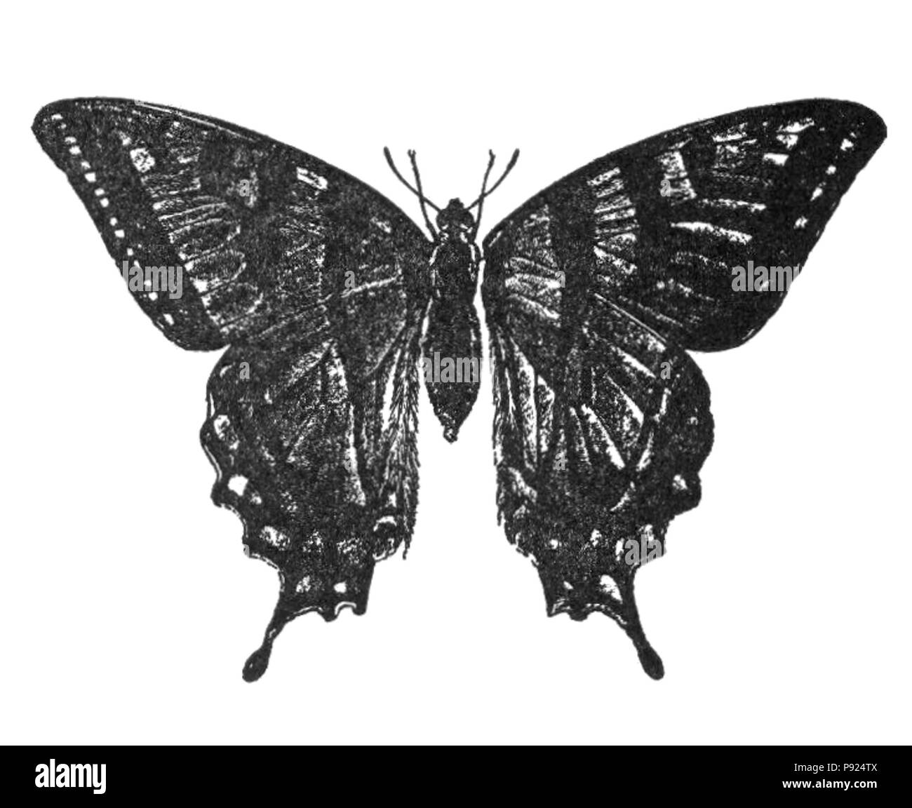 Butterfly and habitat Black and White Stock Photos & Images - Alamy