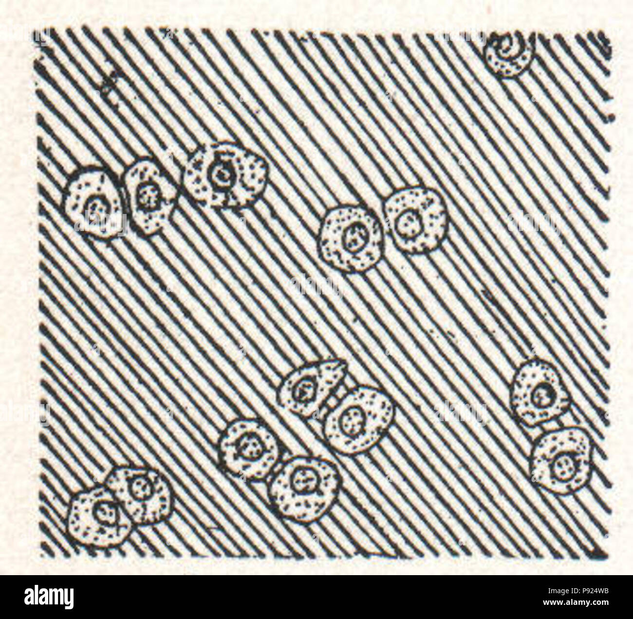 Cartilage matrix hi-res stock photography and images - Alamy