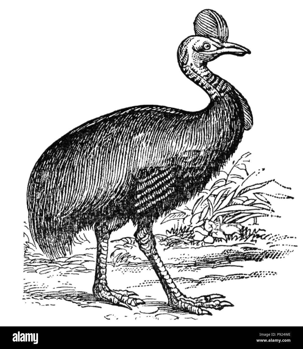 Cassowary Black and White Stock Photos & Images - Alamy