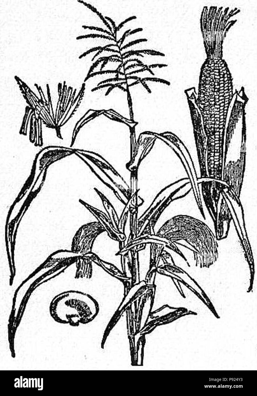 Corn cultivation techniques Cut Out Stock Images & Pictures - Alamy