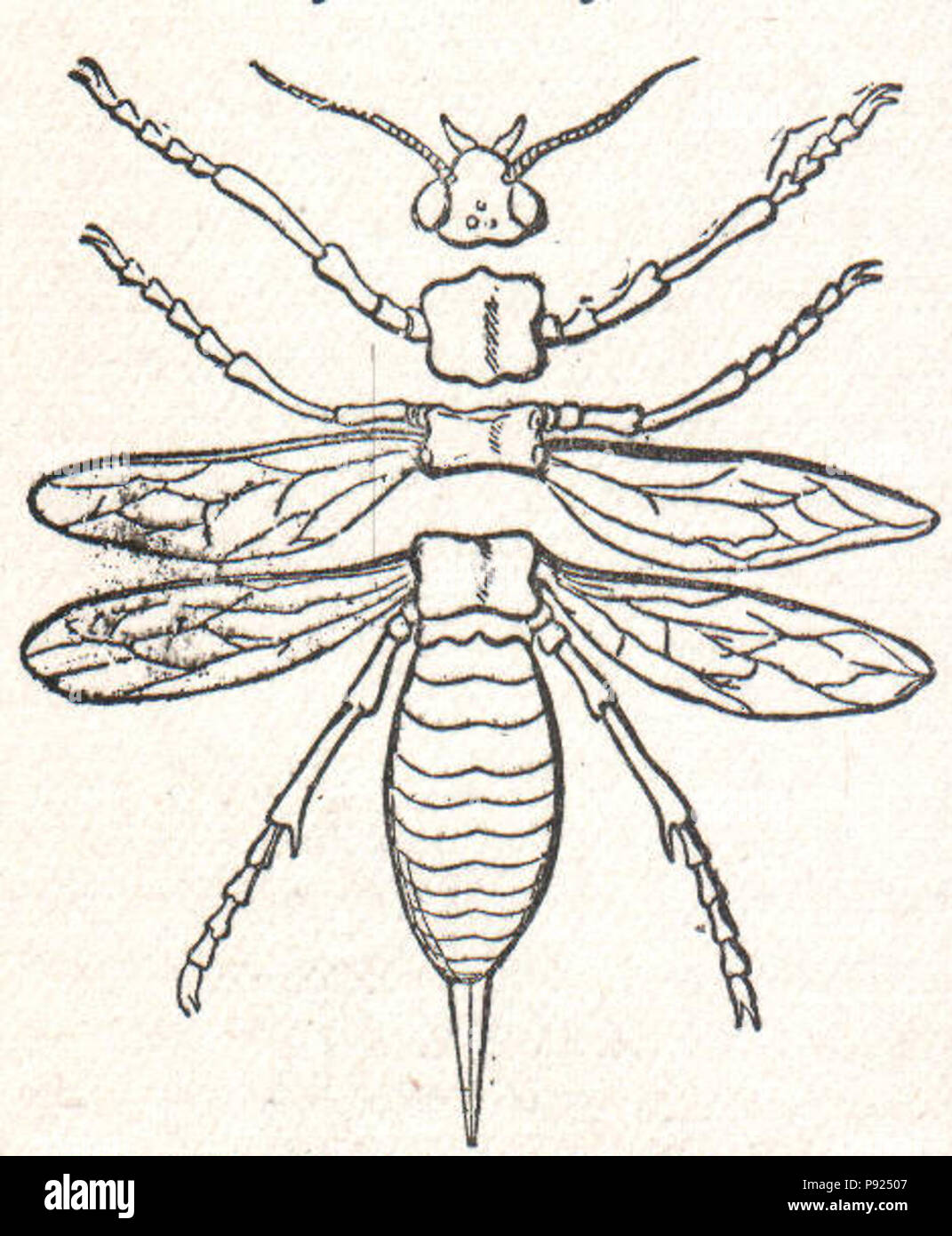 Insect diagram hi-res stock photography and images - Alamy