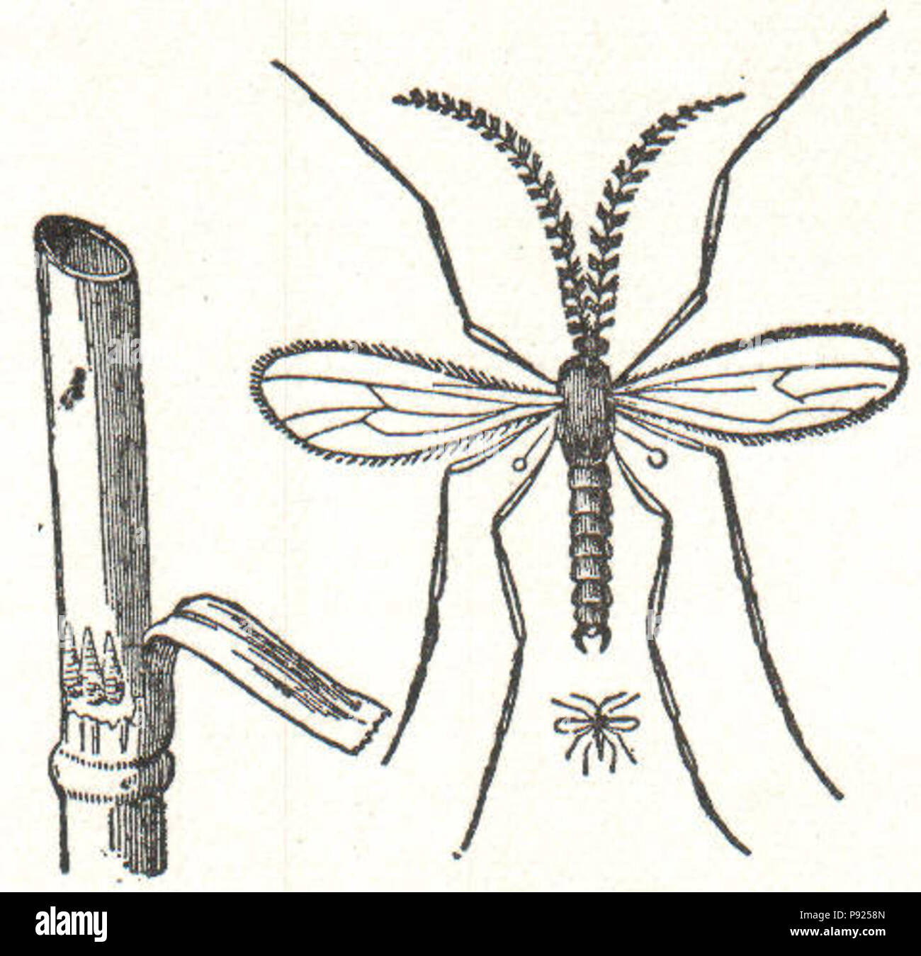 Hessian fly hi-res stock photography and images - Alamy