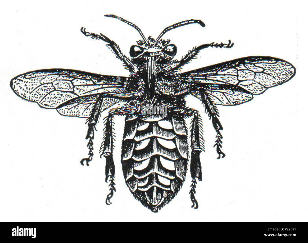 Underside anatomy Cut Out Stock Images & Pictures - Alamy