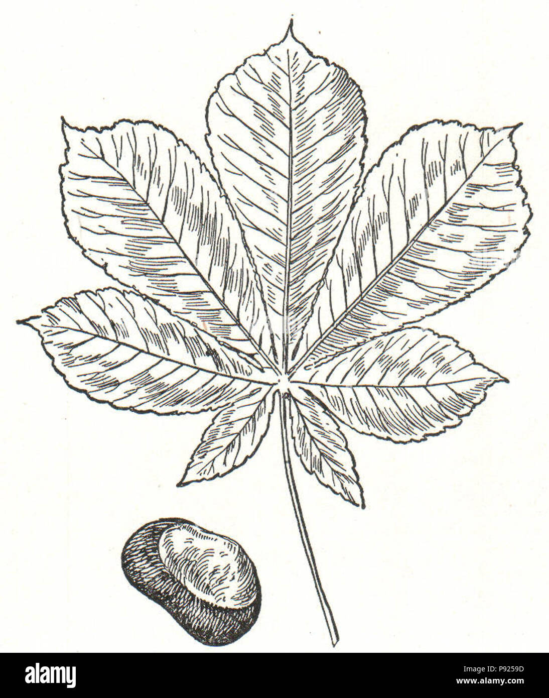 Flowering chestnut tree Cut Out Stock Images & Pictures - Alamy