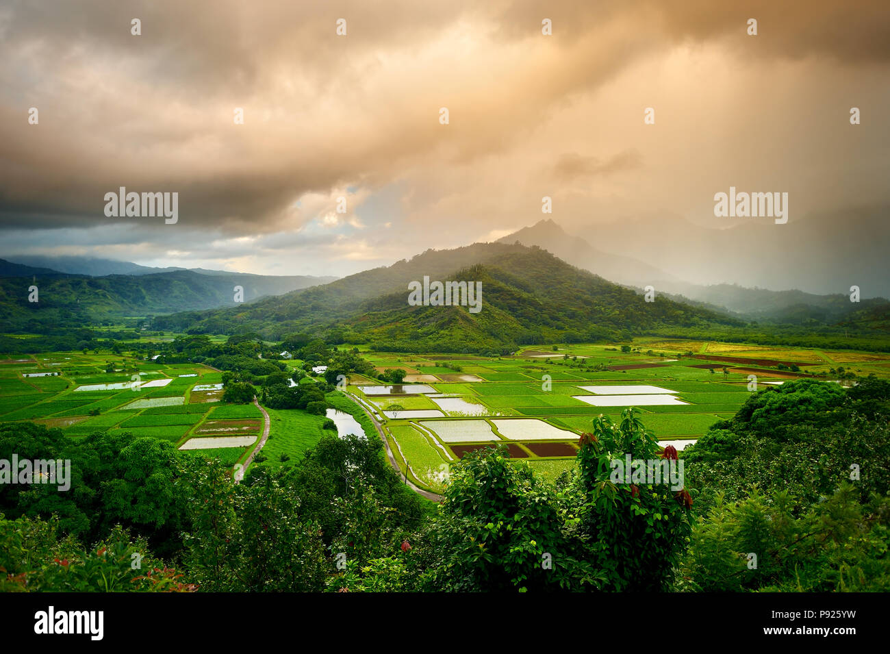 Taro patch hi-res stock photography and images - Alamy
