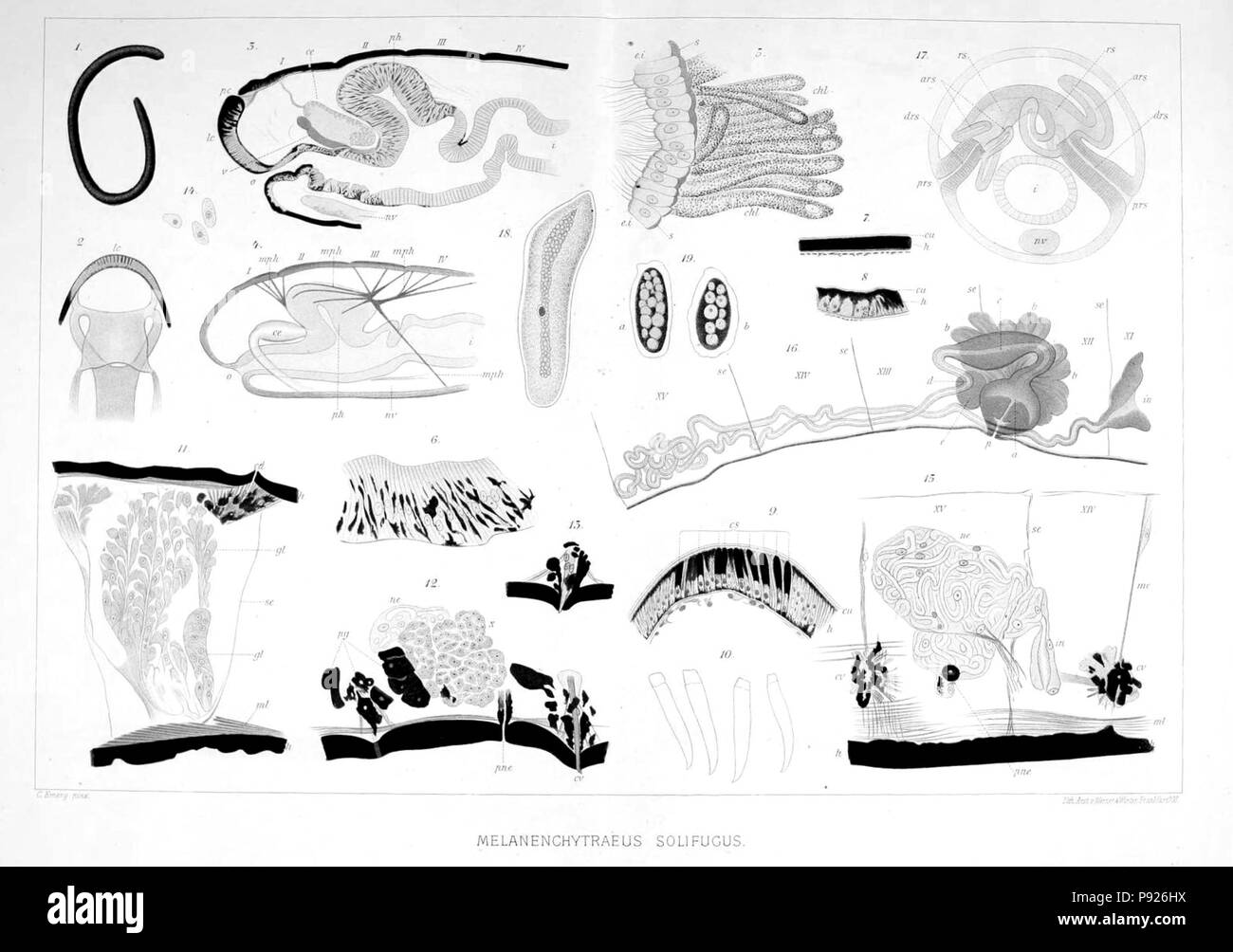 Mesenchytraeus solifugus hi-res stock photography and images - Alamy