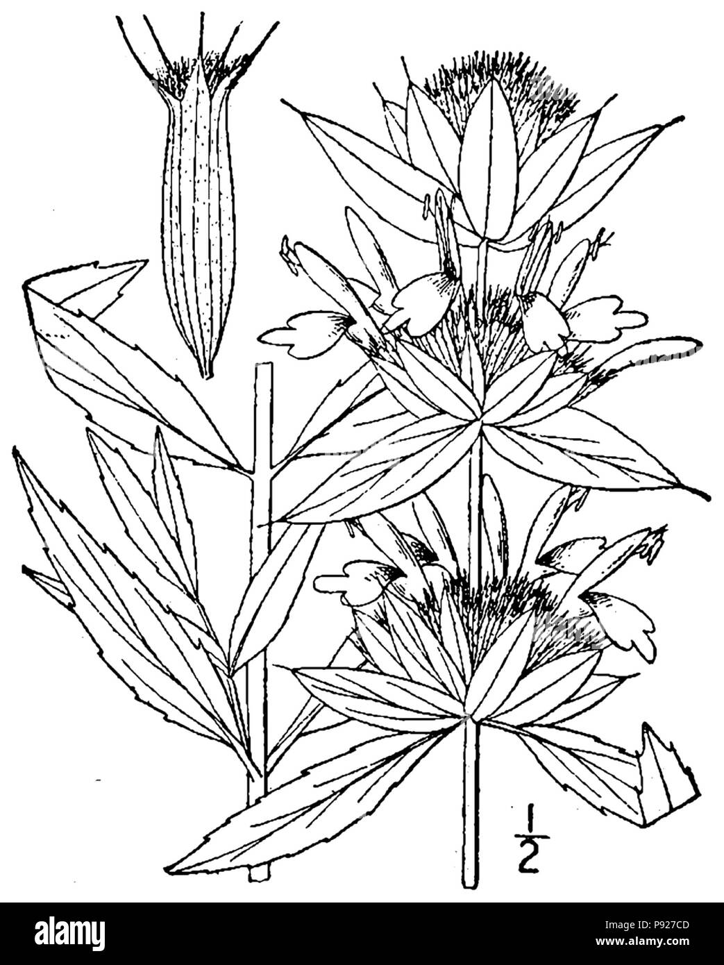 Monarda pectinata Black and White Stock Photos & Images - Alamy