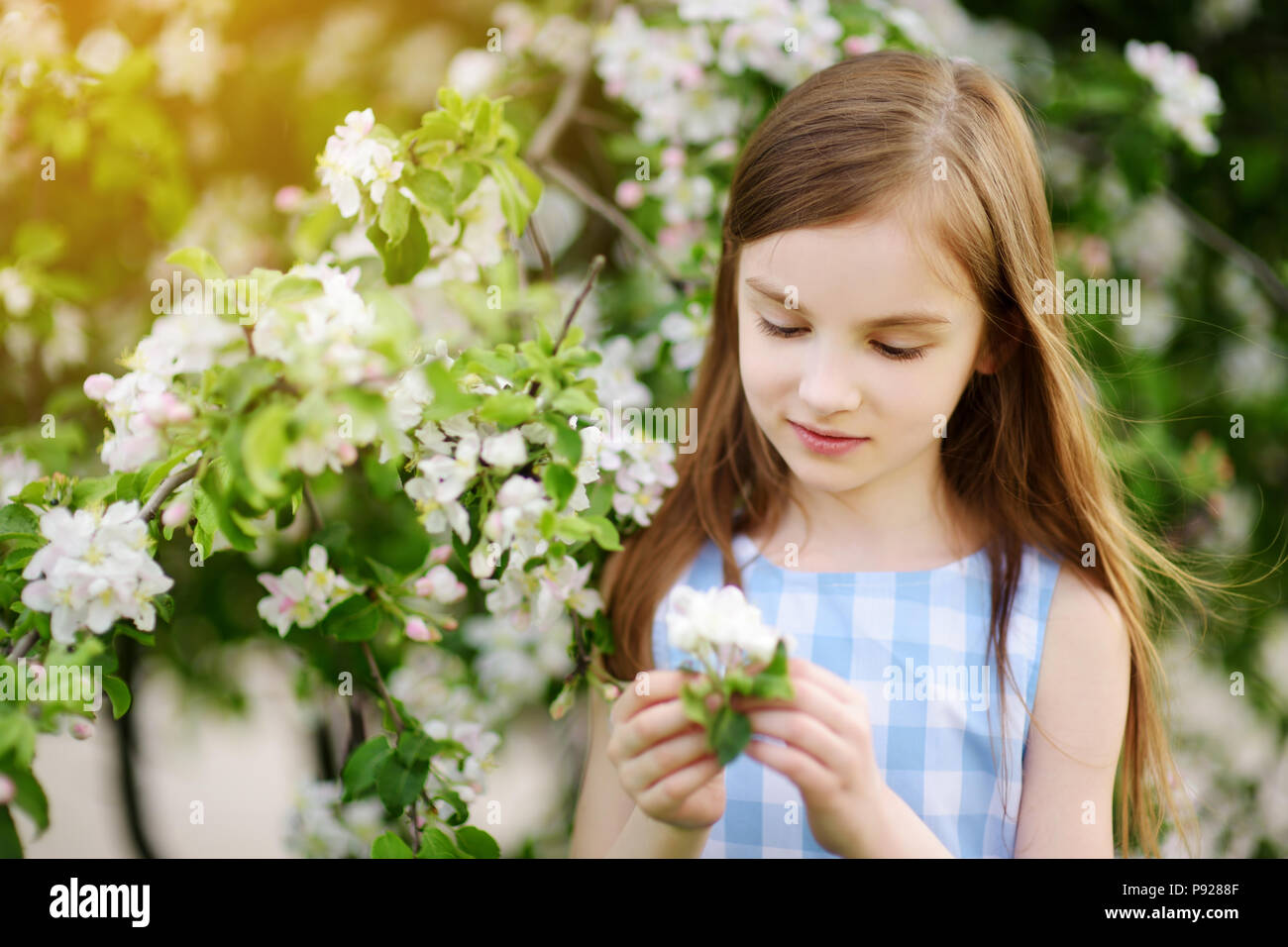 Adorable little girl in blooming apple tree garden on beautiful spring day. Cute child picking ...