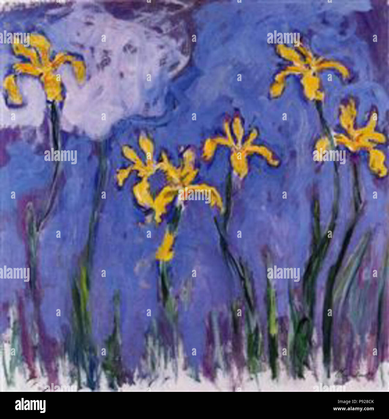 Pink irises hi-res stock photography and images - Alamy