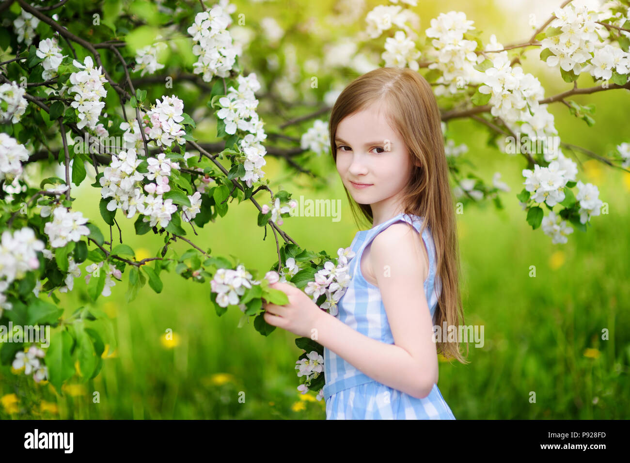 Adorable little girl in blooming apple tree garden on beautiful spring day. Cute child picking ...