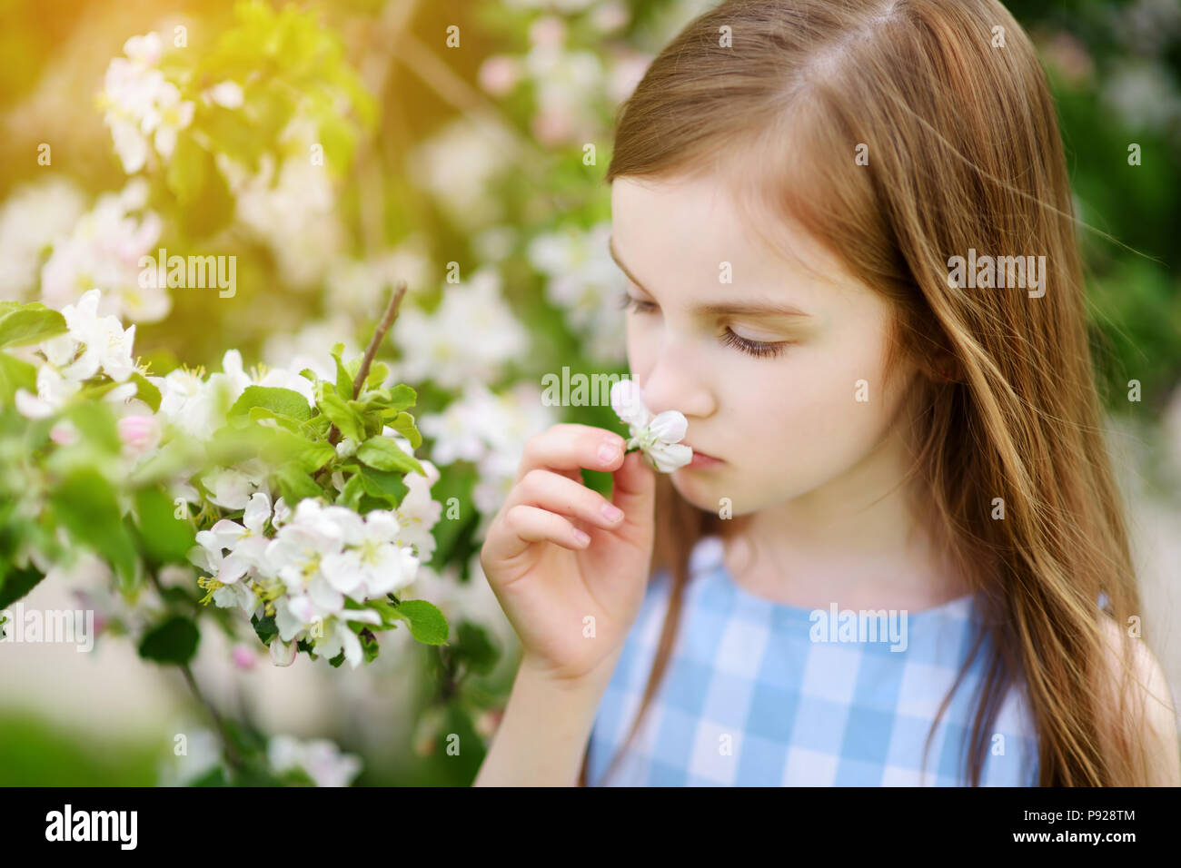 Adorable little girl in blooming apple tree garden on beautiful spring day. Cute child picking ...
