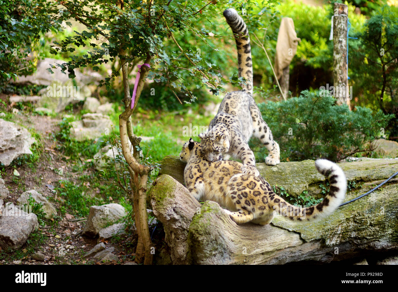 Two beautiful sibling snow leopards playing together in a zoo Stock ...