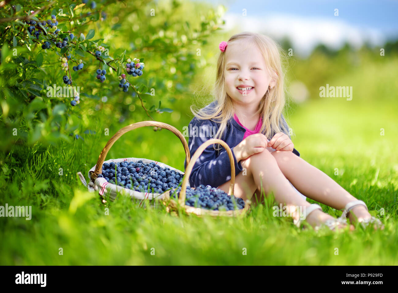 Cute little girl picking fresh berries on organic blueberry farm on ...