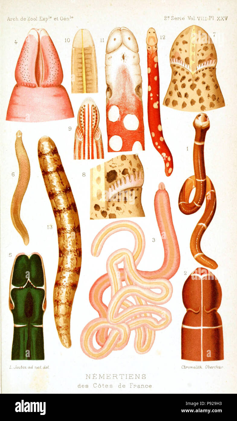 Nemertea hi-res stock photography and images - Alamy