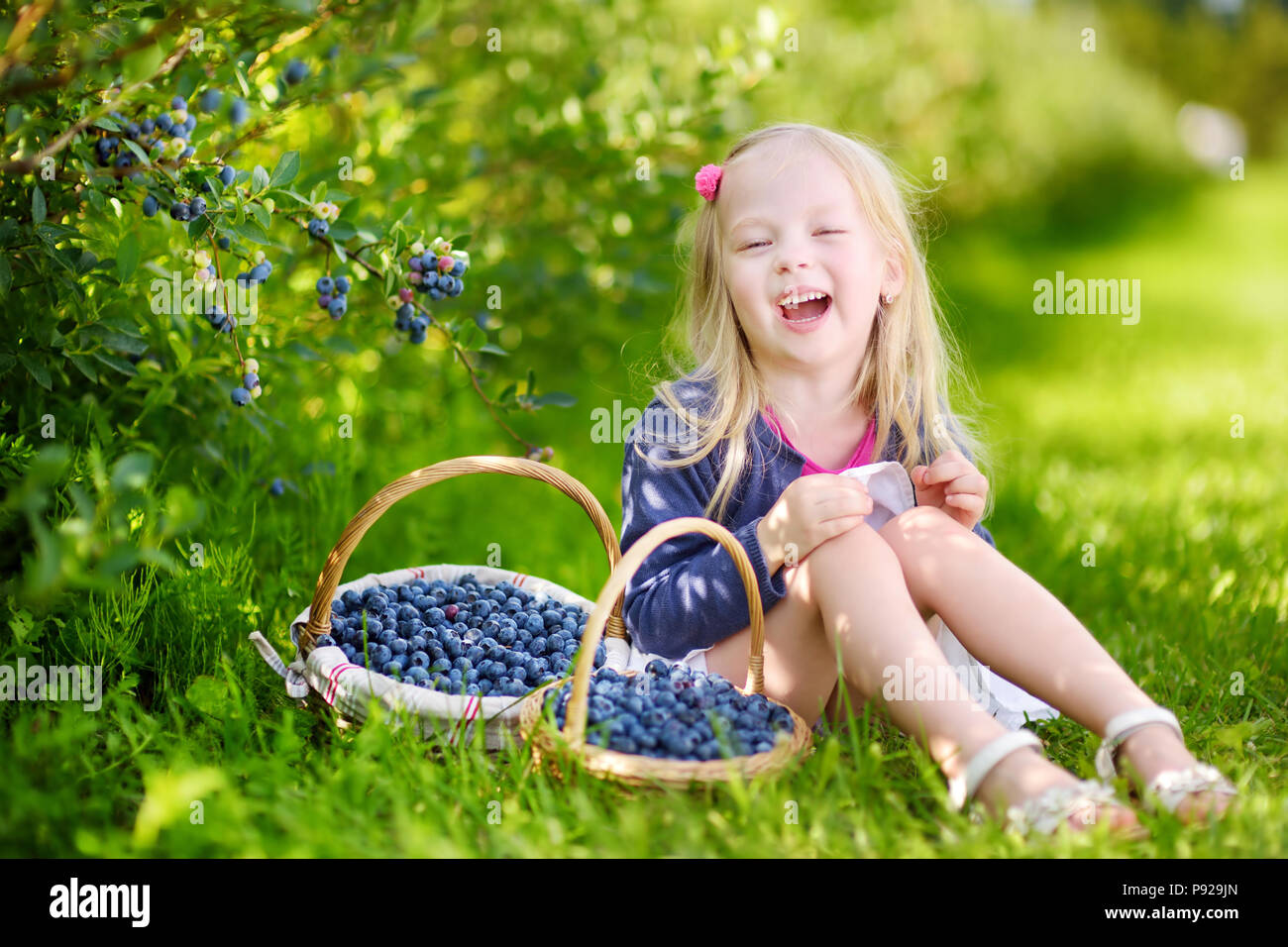 Cute little girl picking fresh berries on organic blueberry farm on ...