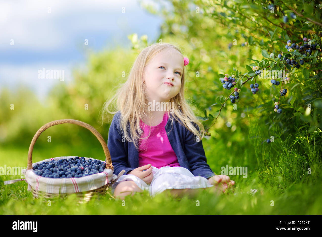 Cute little girl picking fresh berries on organic blueberry farm on ...