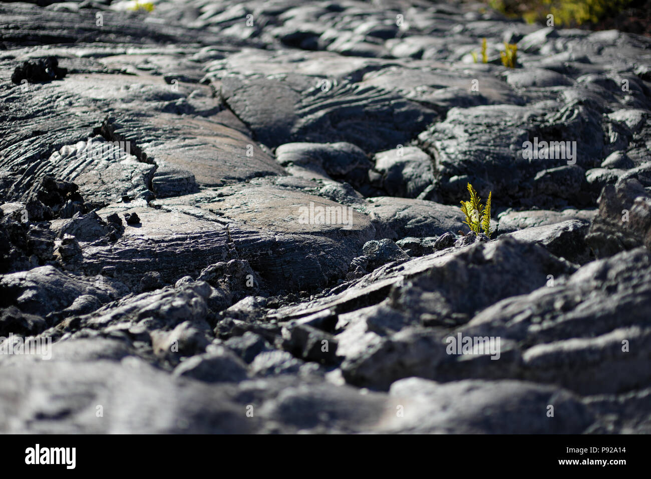 Smooth, undulating surface of frozen pahoehoe lava. Frozen lava ...