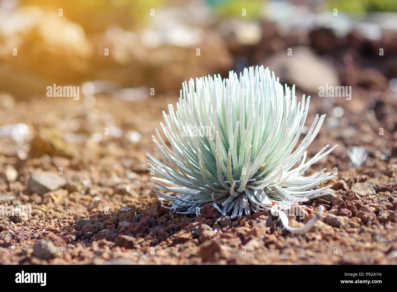 Silver sword plant maui hi-res stock photography and images - Alamy